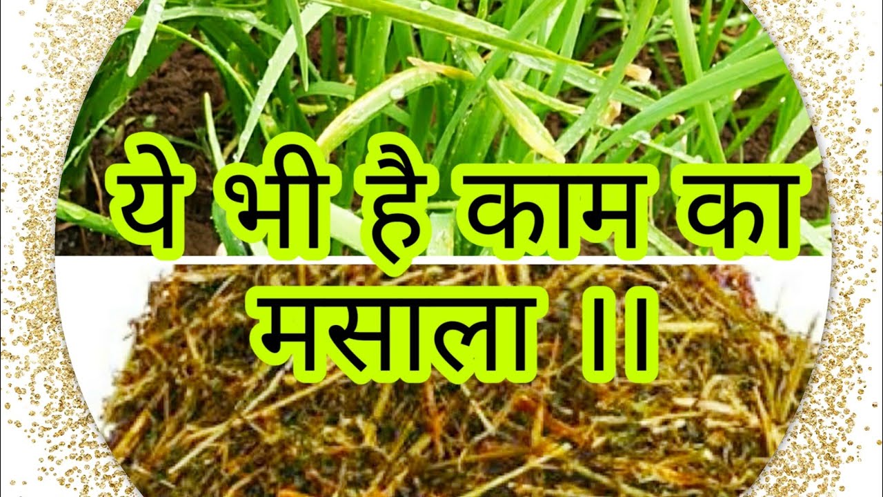 मसाला , जम्बू ,Allium Stracheyi - YouTube