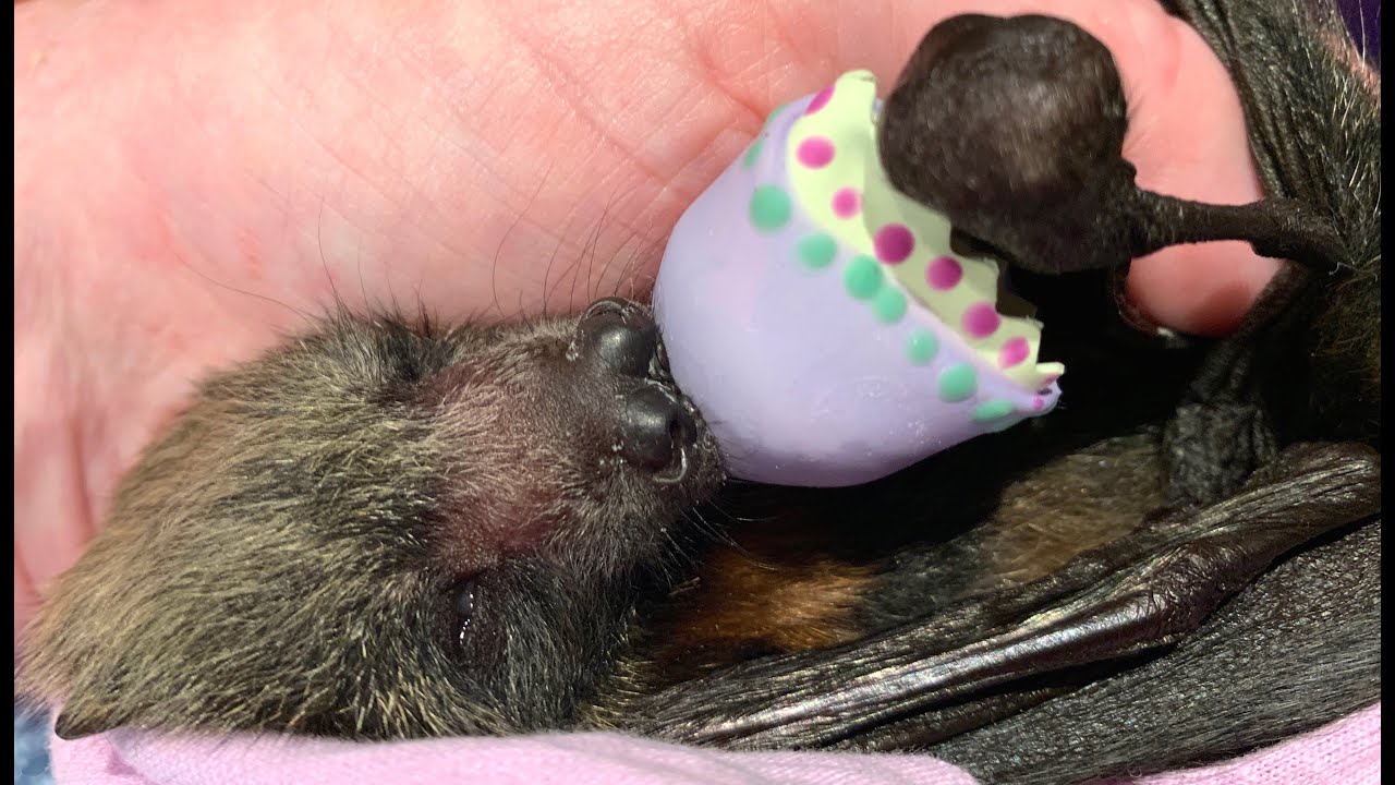 Injured baby flying-fox in care first days: this is M'sieur Le Squidge ...