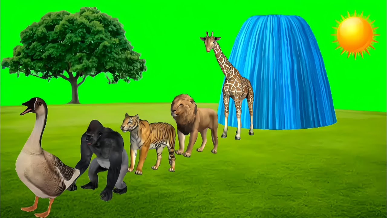 Farm and Wild Animals Stampede | Duck,Gorilla,Tiger,Lion,Giraffe ...