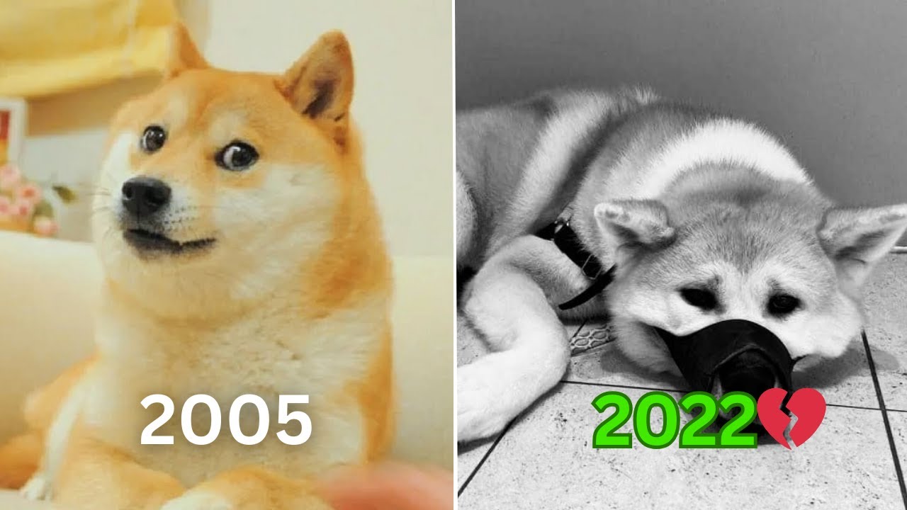 Iconic Dog Memes (Then Vs Now) 🥲 - YouTube