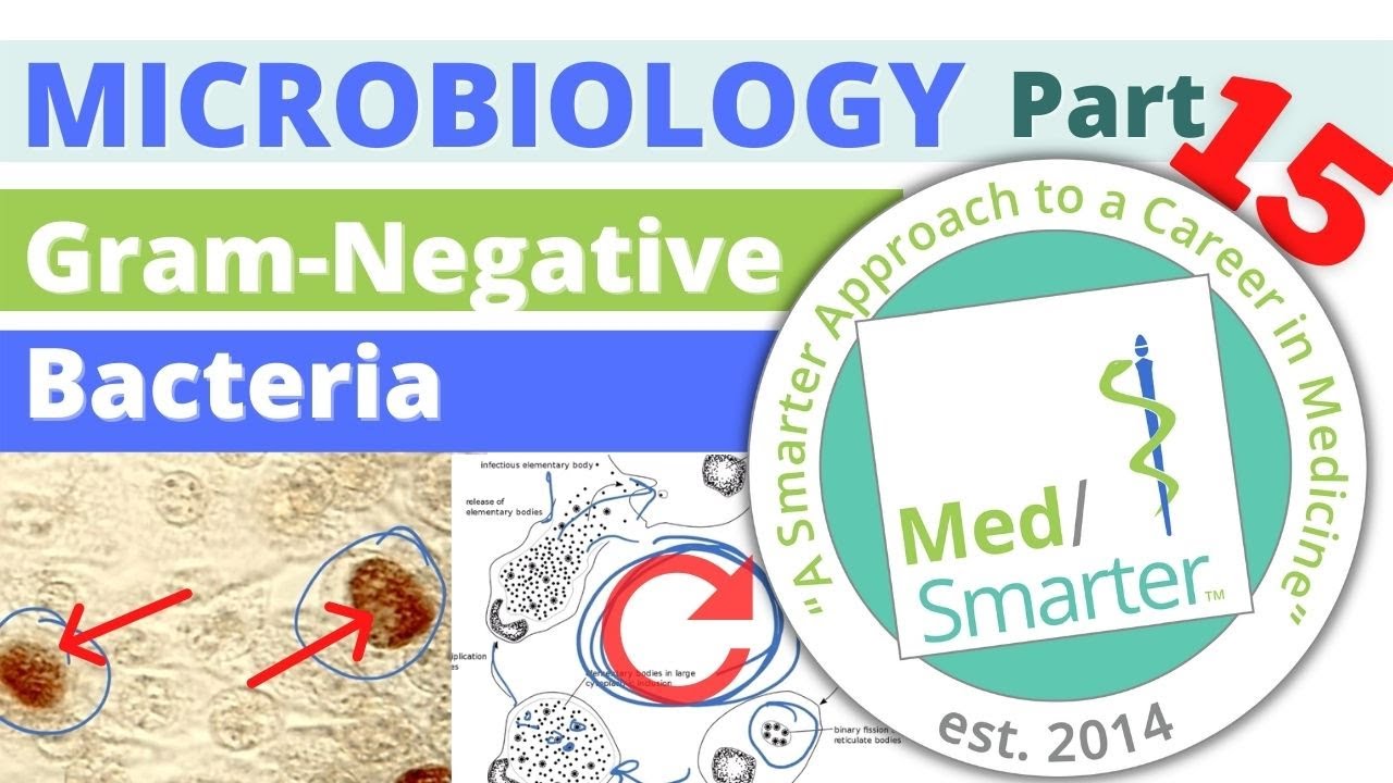 Gram-Negative Bacteria | Microbiology | USMLE STEP 1 | Pt 15 - YouTube