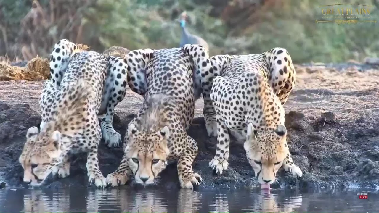 Cheetahs: female and two cubs in daylight. Ol Donyo, Kenya: Oct 9 2024 ...