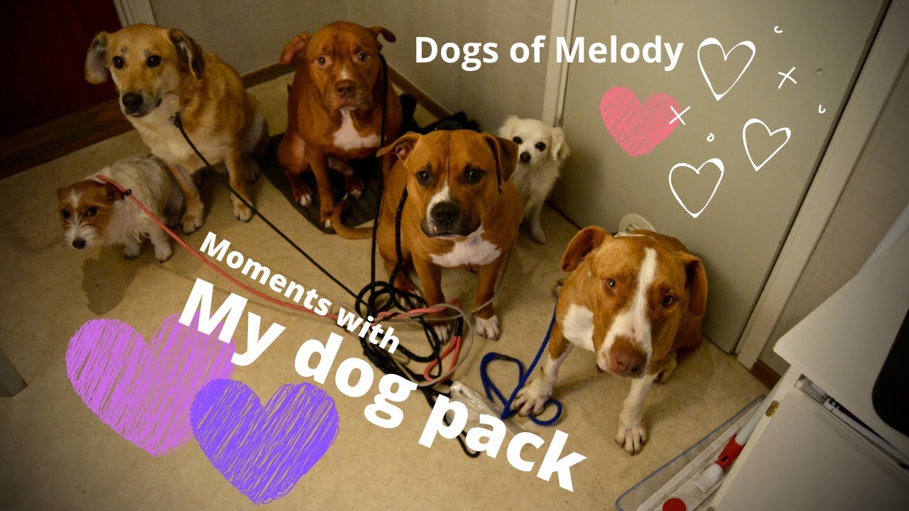 LIFE WITH SIX DOGS! (Cute dog moments with my dog pack) - YouTube