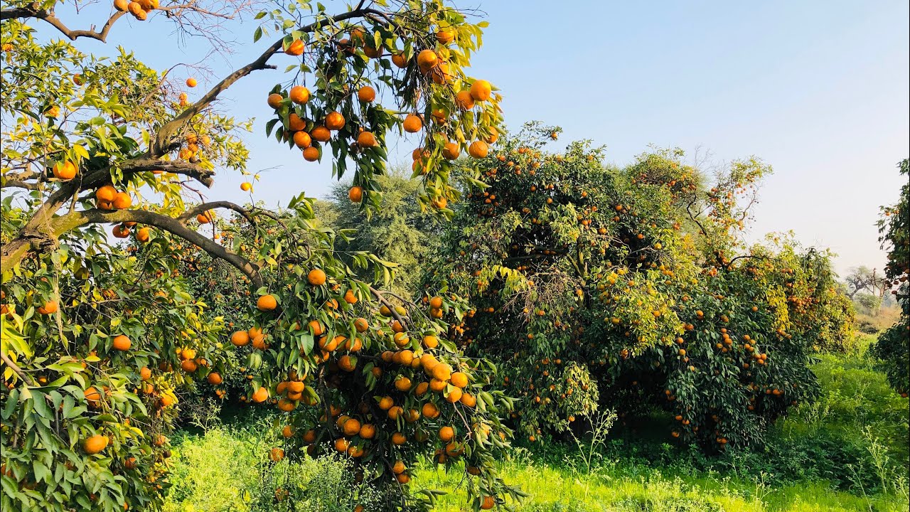 Orange 🍊 Gardens Sargodha Explore the Beauty of Pakistan🍊#viral #nature ...
