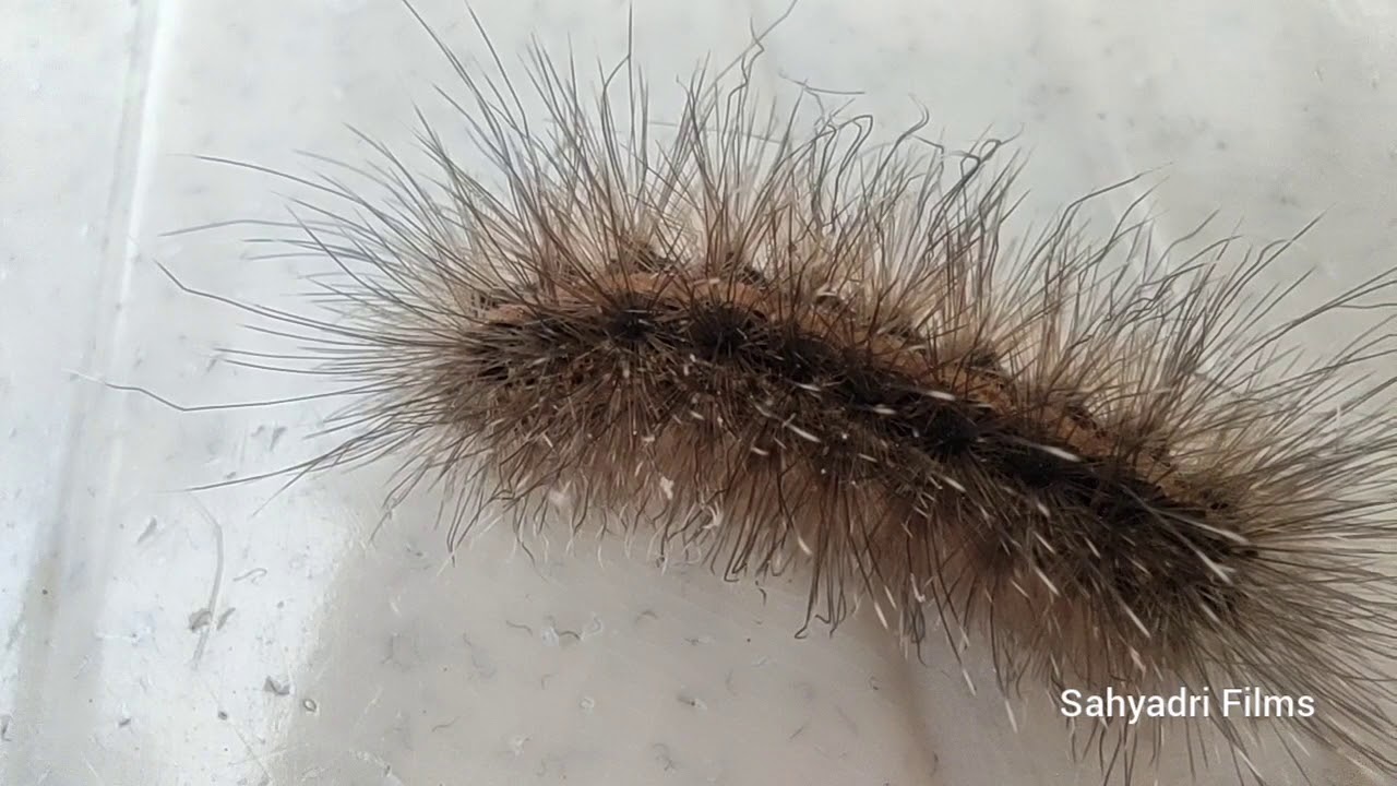 Hairy Caterpillar | Hairy Worm - YouTube