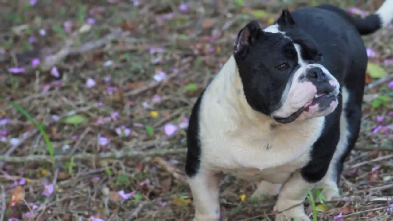 Exotic Bully Micro Bully Pocket Bully Ameircan bully Pitbull - YouTube