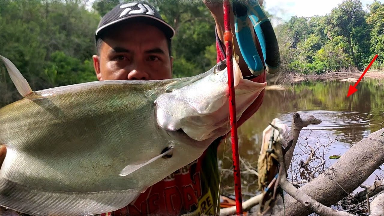 UMPAN JITU MANCING IKAN BELIDA PIPIH CHITALA LOPIS - YouTube