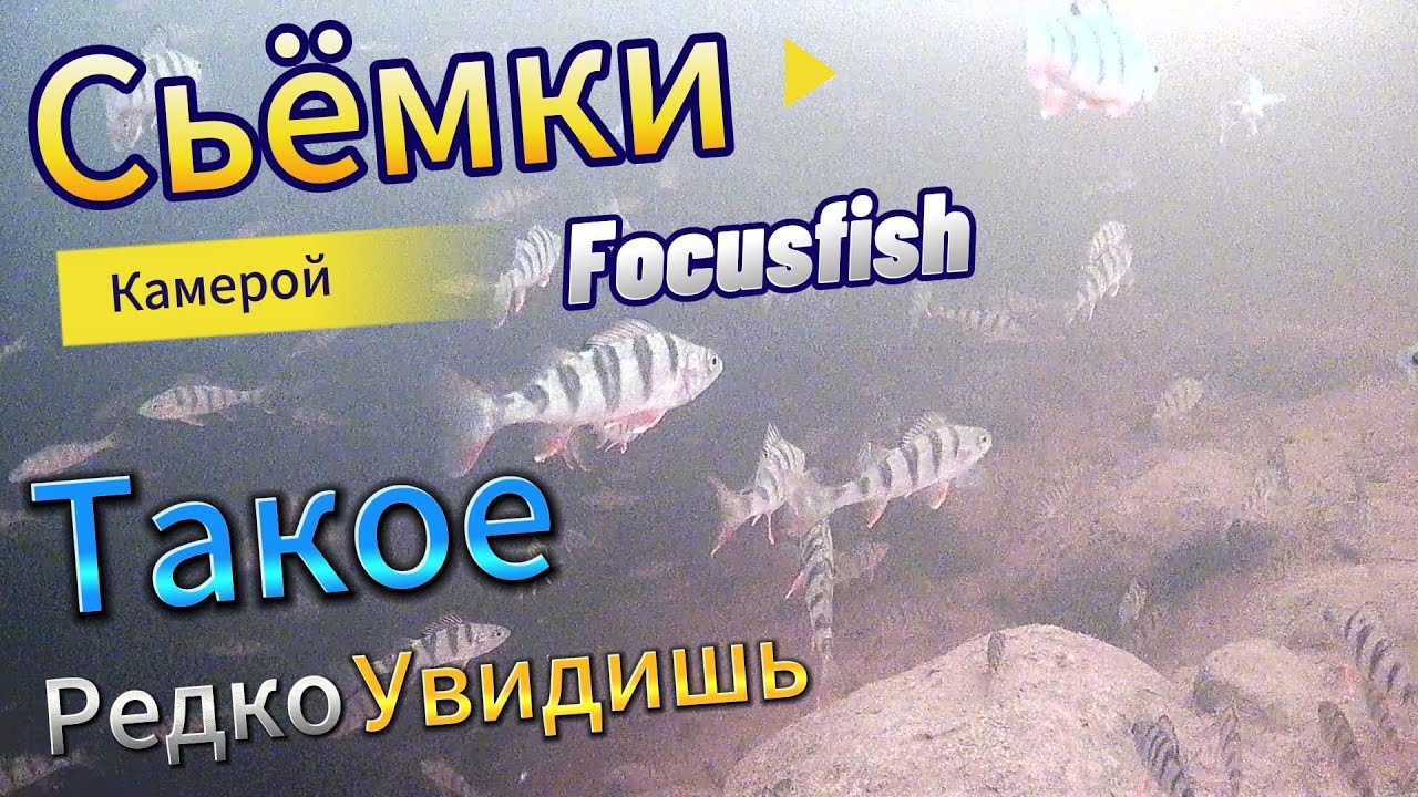 ТАКОЕ РЕДКО УВИДИШЬ ТОЛЬКО В АКВАРИУМЕ 2025 СЬЁМКИ ВИДЕО КАМЕРОЙ FocusFish ТЕСТ ОКУНЯ ТЫСЯЧИ ...