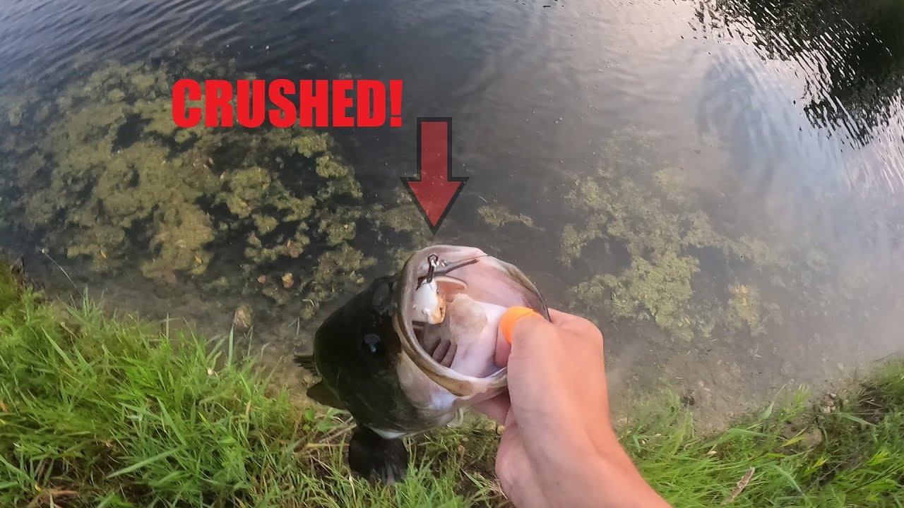 LIVETARGET Field Mouse crushed! (4 pounder) #shorts - YouTube