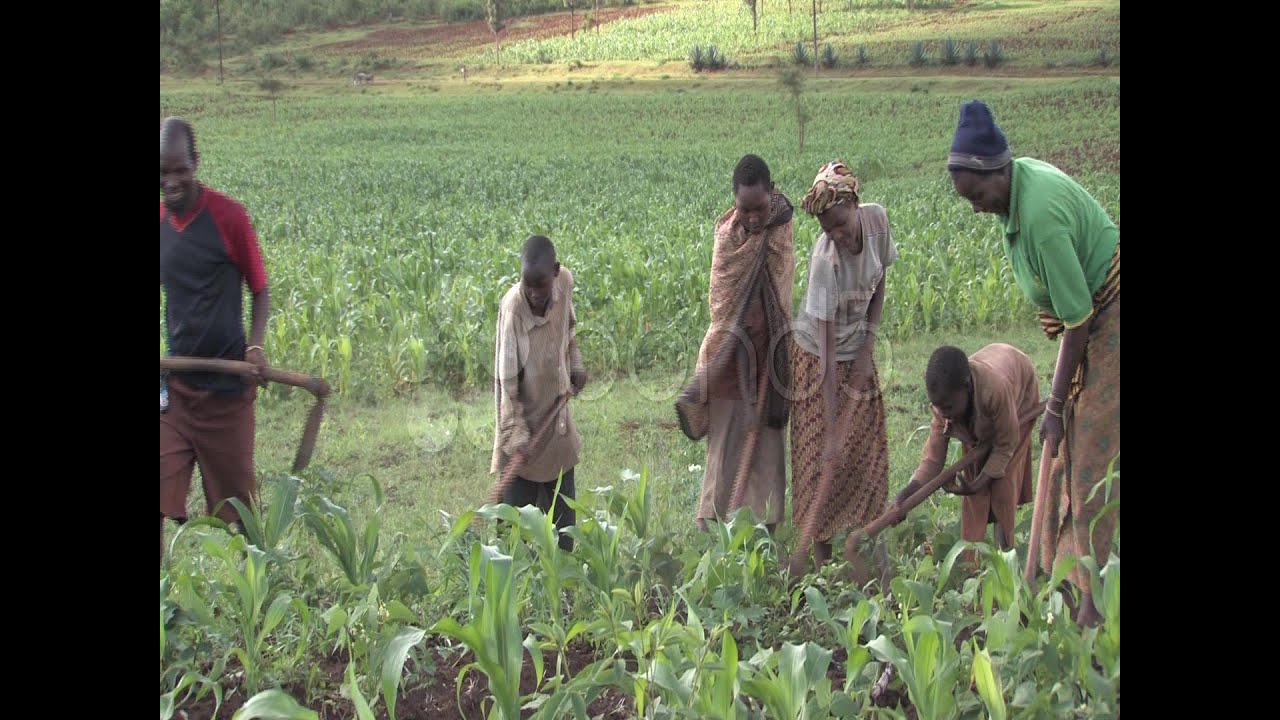 People Work In Village Fields In Tanzania. Stock Footage - YouTube