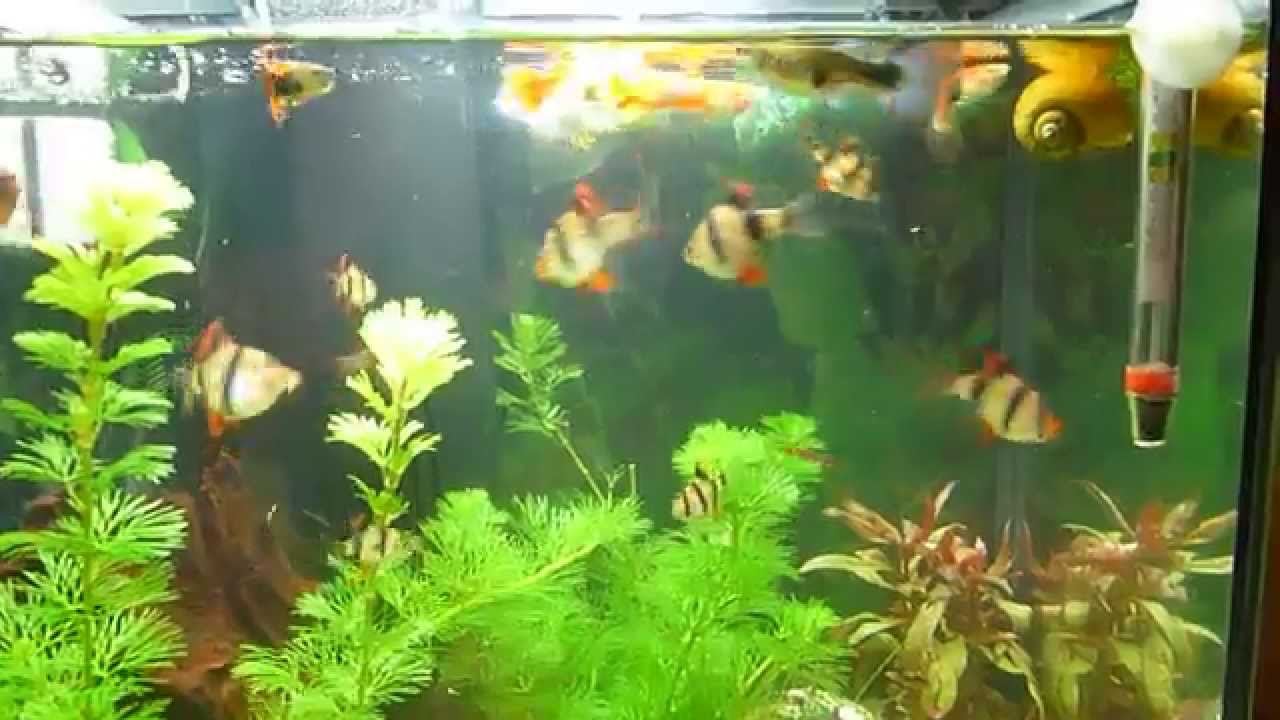 AQUARIUM 45 LITER MATTHIAS - YouTube