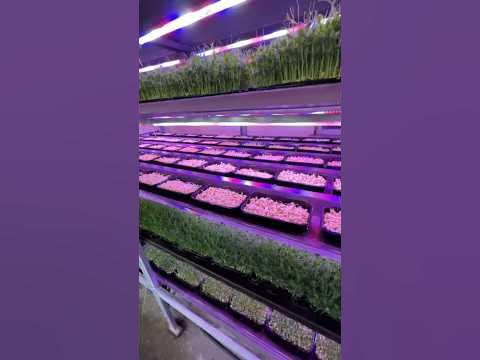 Ферма Микрозелени - в чем ее Плюс - YouTube