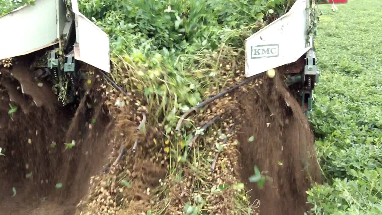 2011 Peanut Digging - YouTube