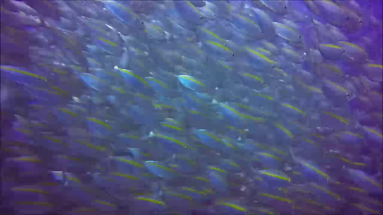 Yellow striped trevally - YouTube