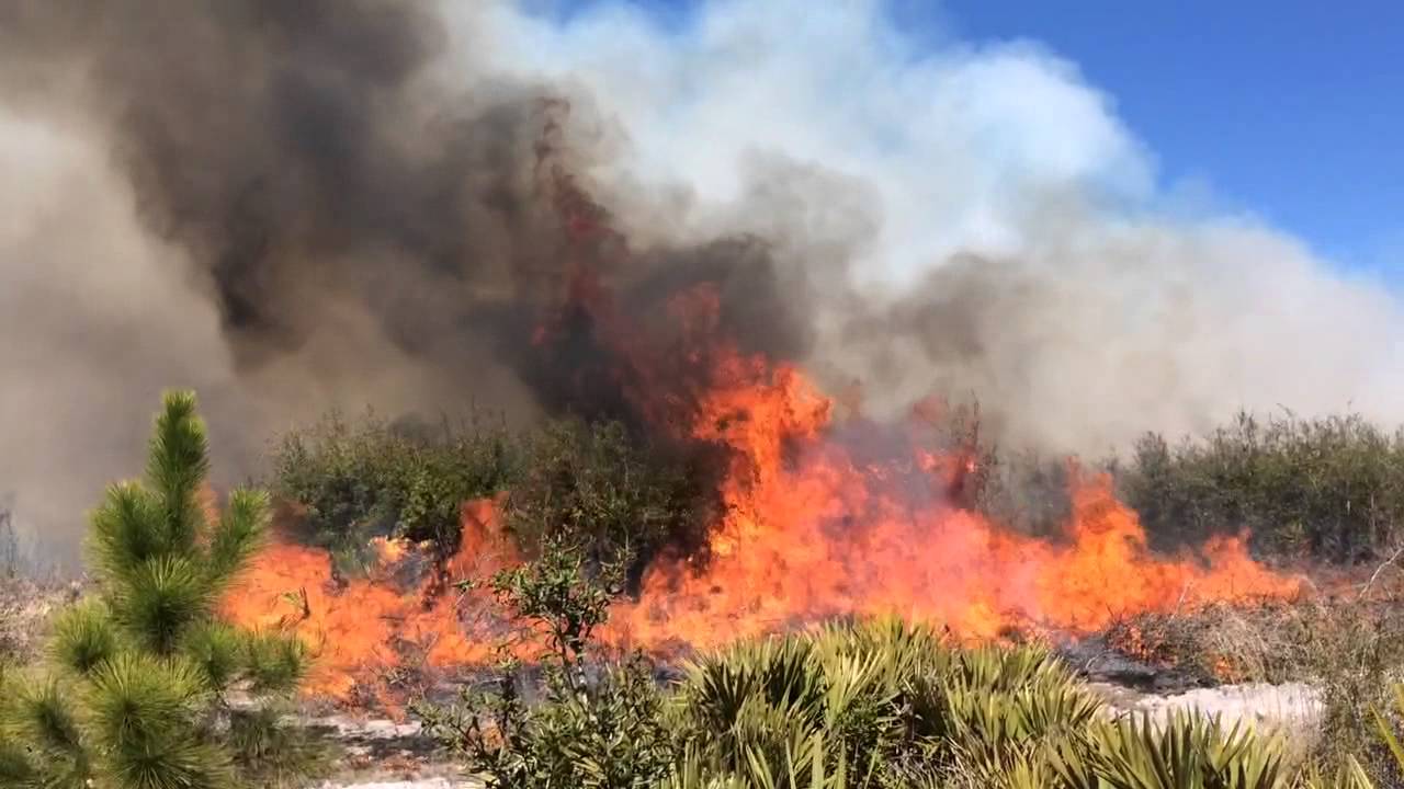 Guana scrub burn - YouTube