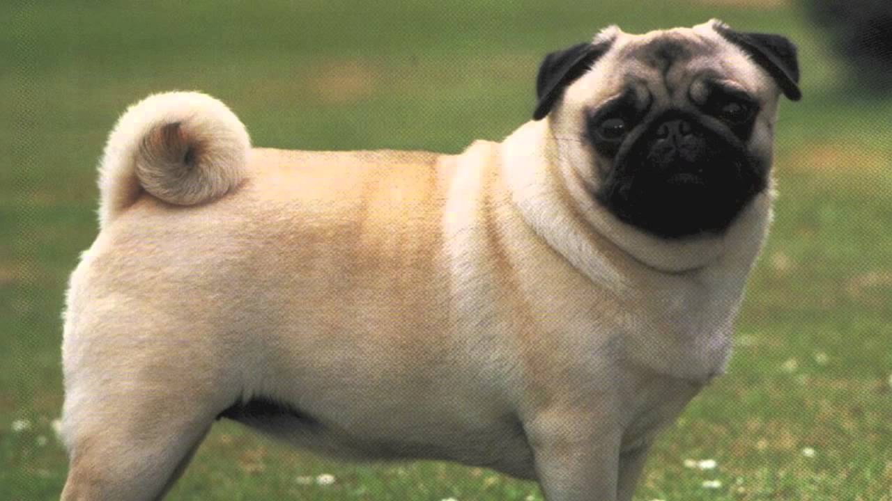 Epic Pug Montage - YouTube