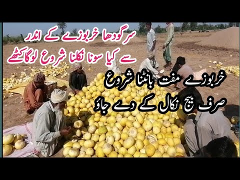 kharbooza farming Punjab Pakistan / watermelon Farming / Kharbozay ki ...