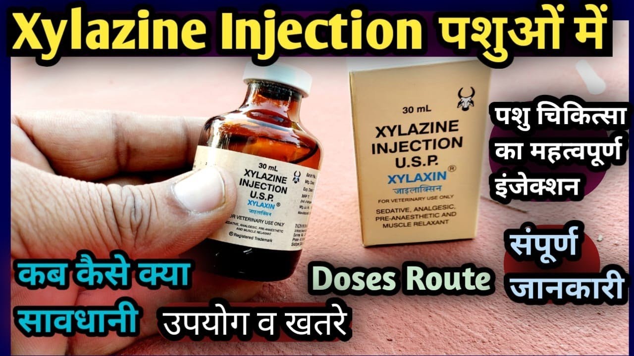 Xylazine Injection use in Veterinary उपयोग व खतरे🤔||Doses Route कब कैसे ...