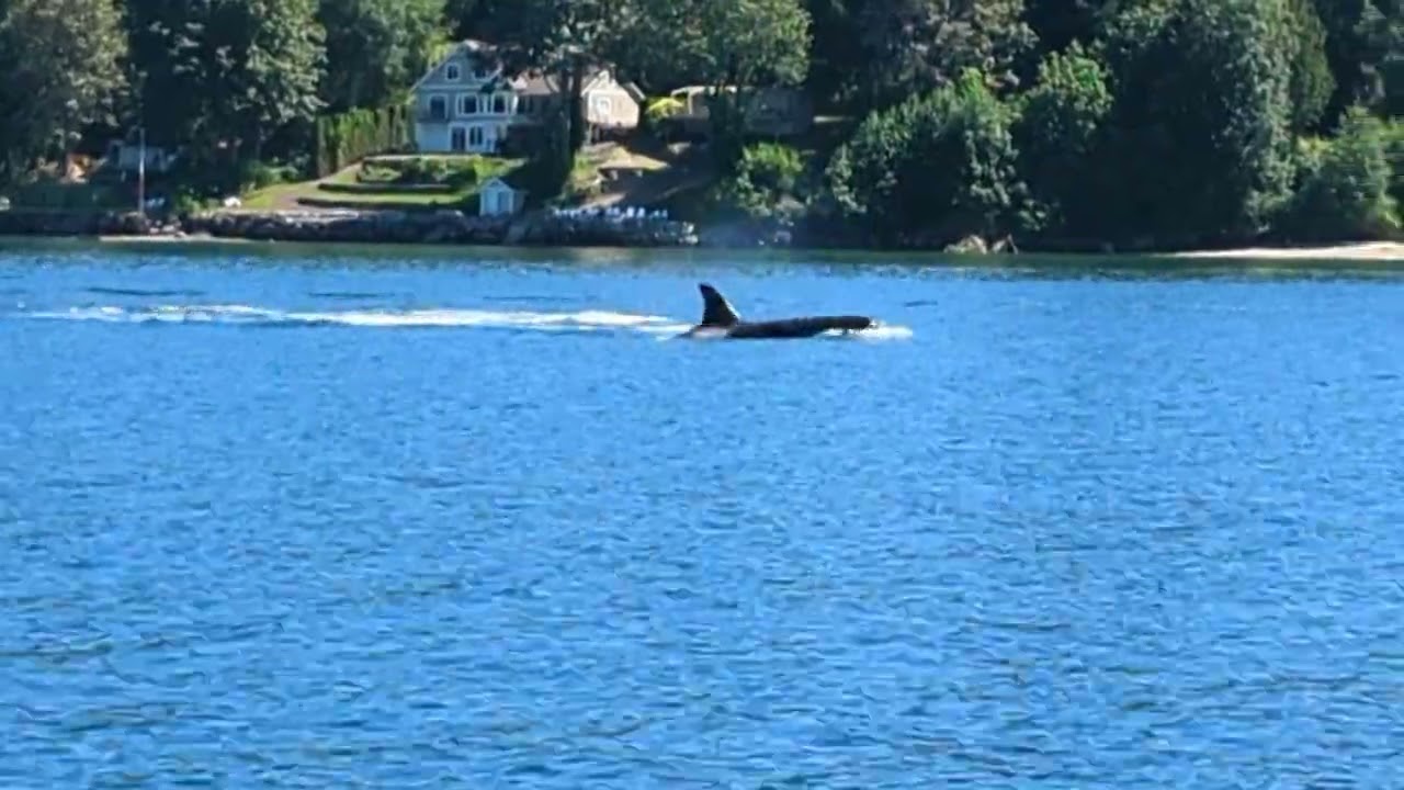 Orca Whales Spotted in Henderson Bay, Near Gig harbor, Washington - YouTube