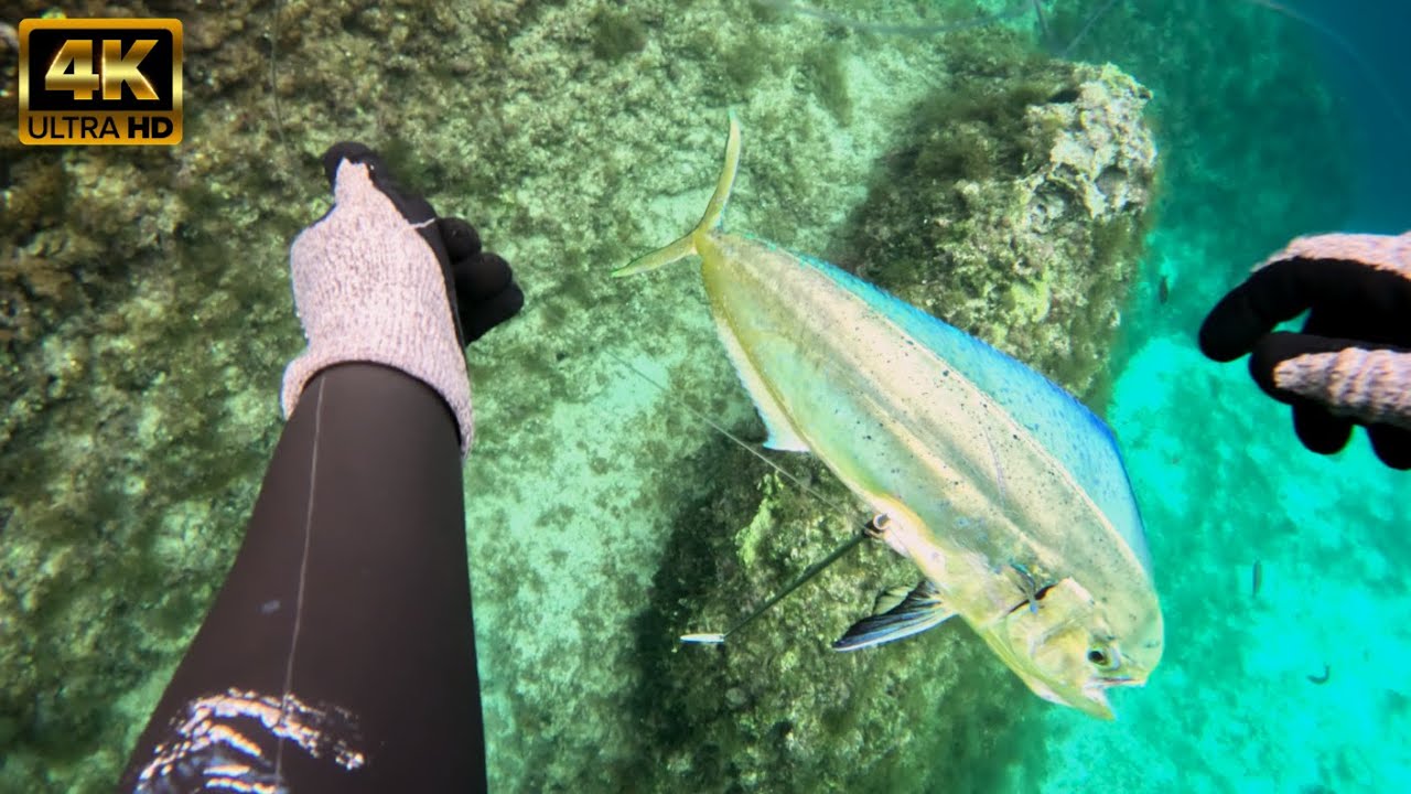 🔱Πρώτη φορά συναντάω αυτό το ψαρί🦈 SpearFishing. - YouTube