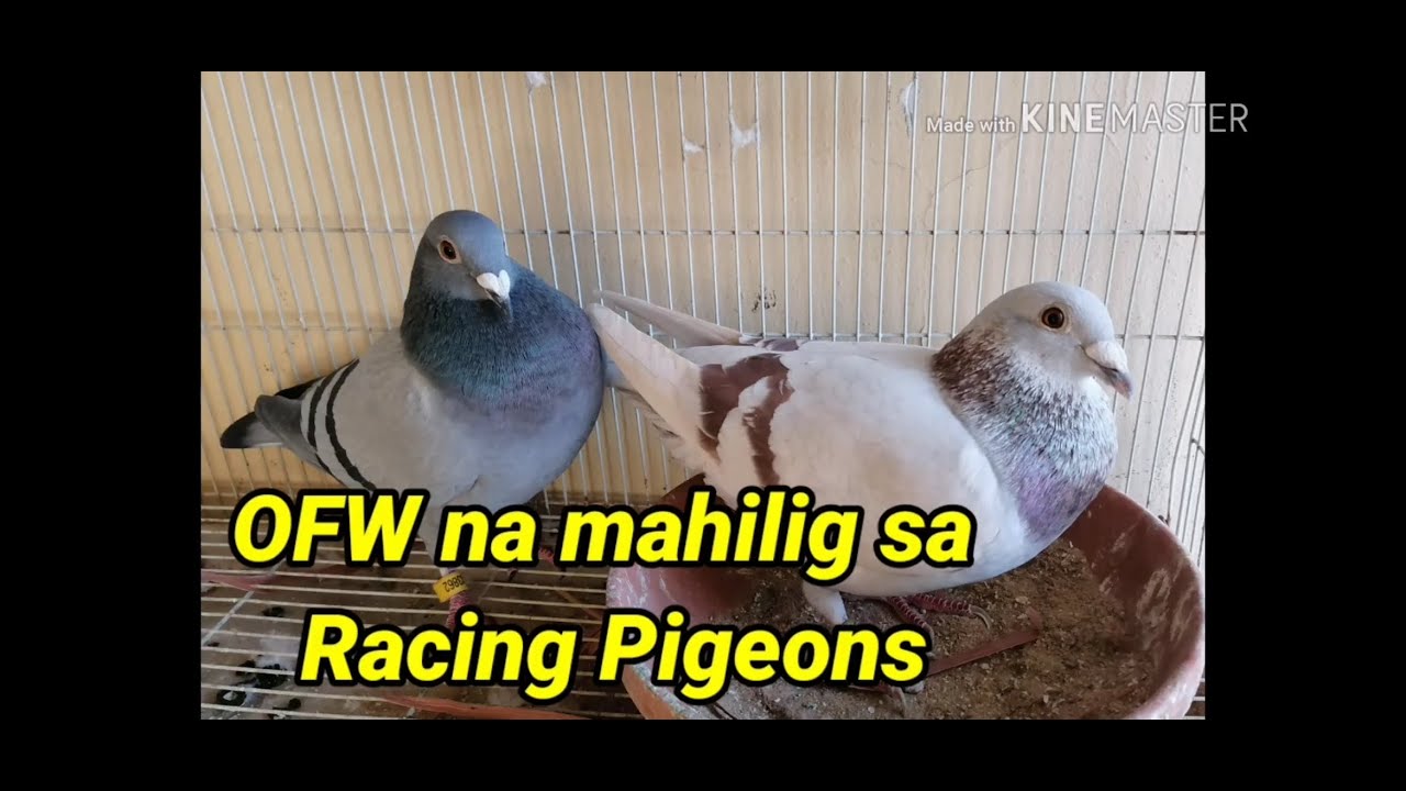 Kalapatids OFW - YouTube