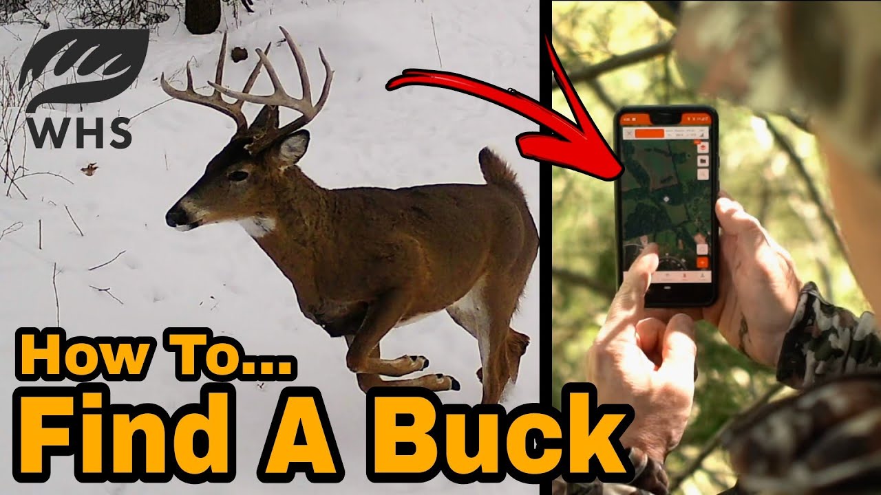 How To Scout And Build Buck Habitat - YouTube