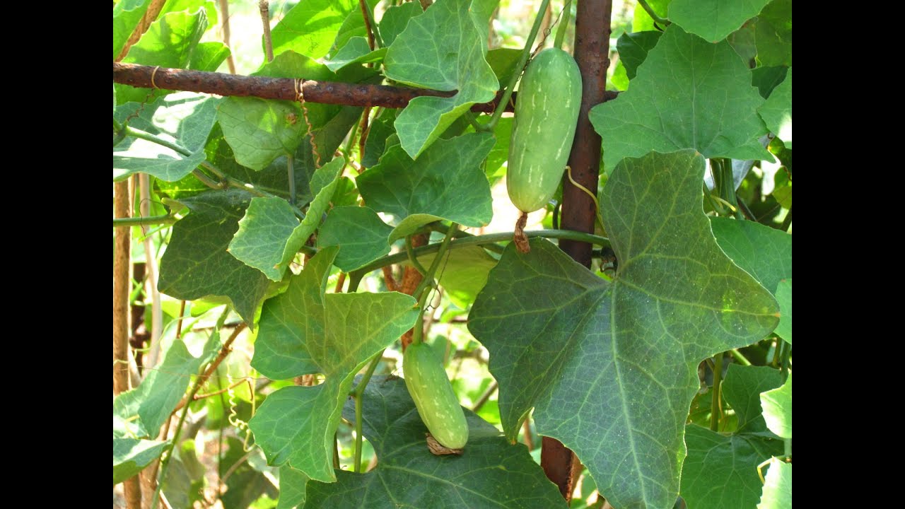 കോവൽ ഇലയുടെ ഔഷധ ഗുണങ്ങൾ Ayurvedic Medicinal Plants Koval Ivy Gourd ...