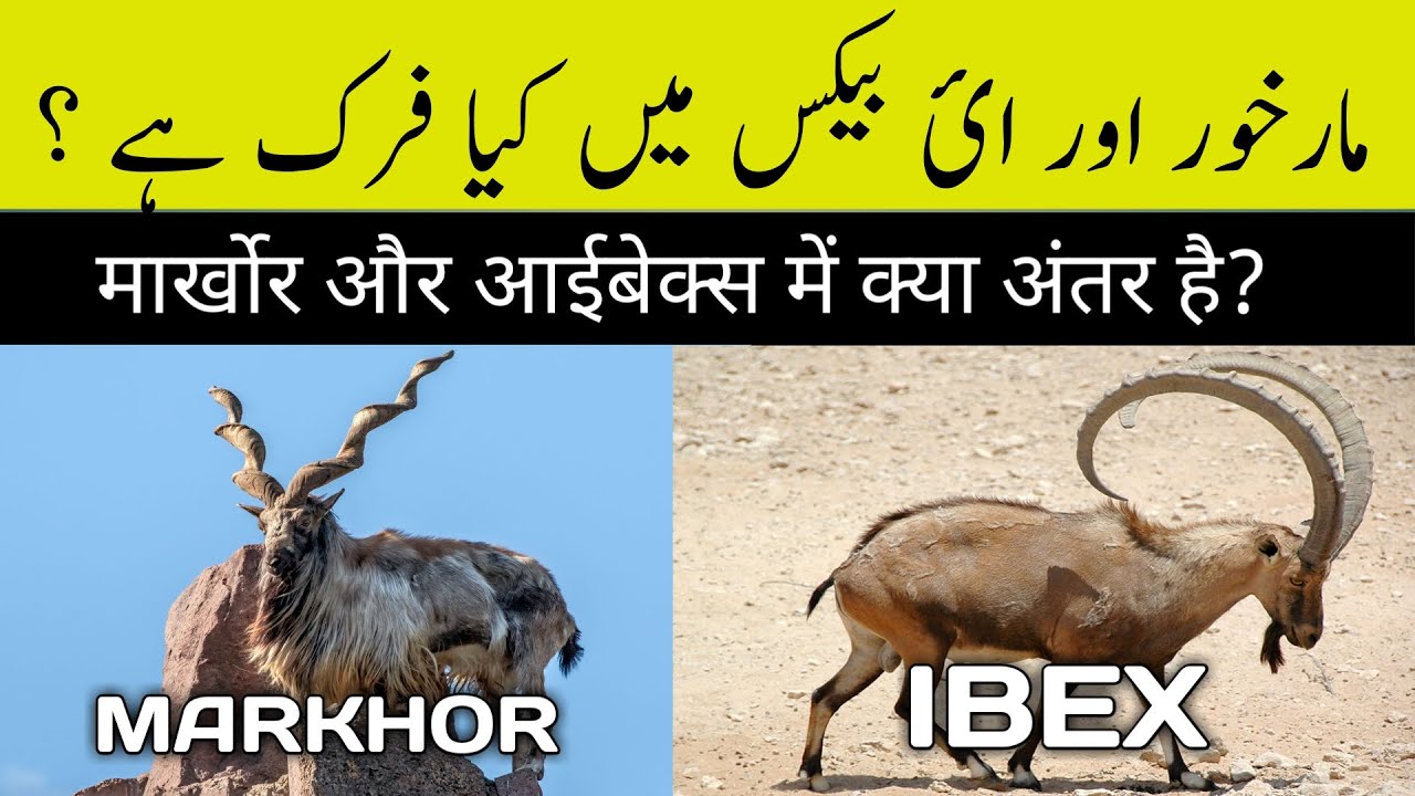 DIFFERENCE BETWEEN MARKHOR AND IBEX / AMAZING FACTS / UNKNOWN FACTS ...
