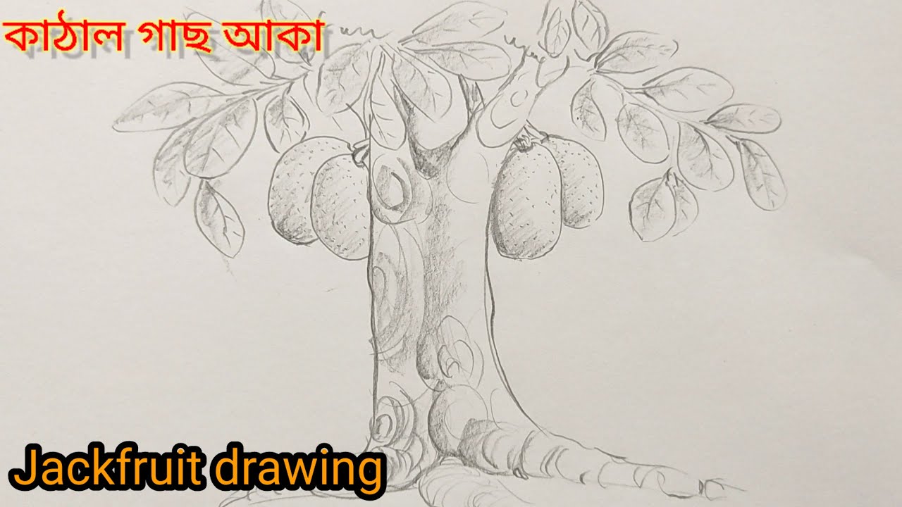 How to draw jackfruit 🌲tree/jackfruit 🌱plant drawing/juicy fruit tree ...