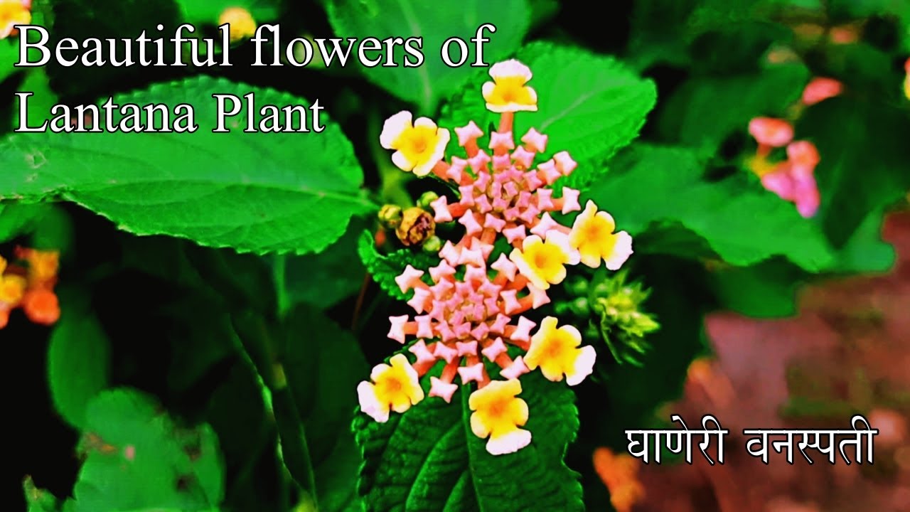 Beautiful Flowers of Lantana | घाणेरी - YouTube