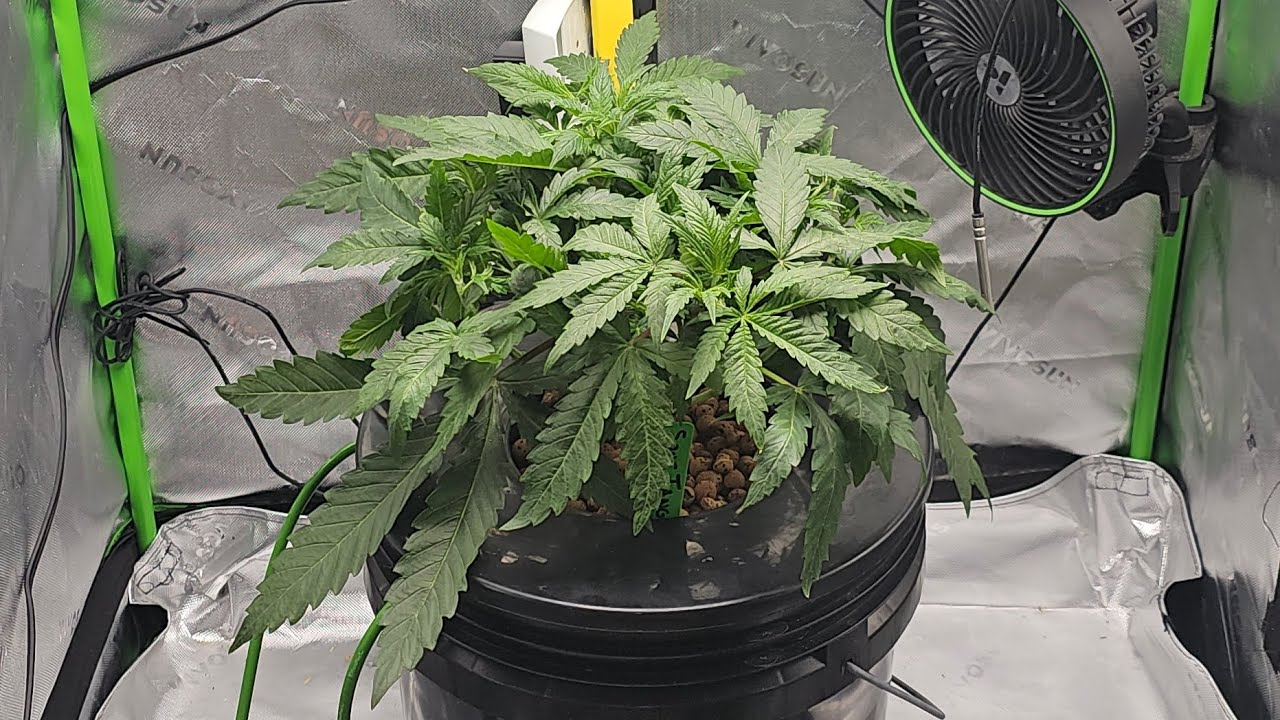 Sour Tangie Grow Week 5 Day 32 - YouTube