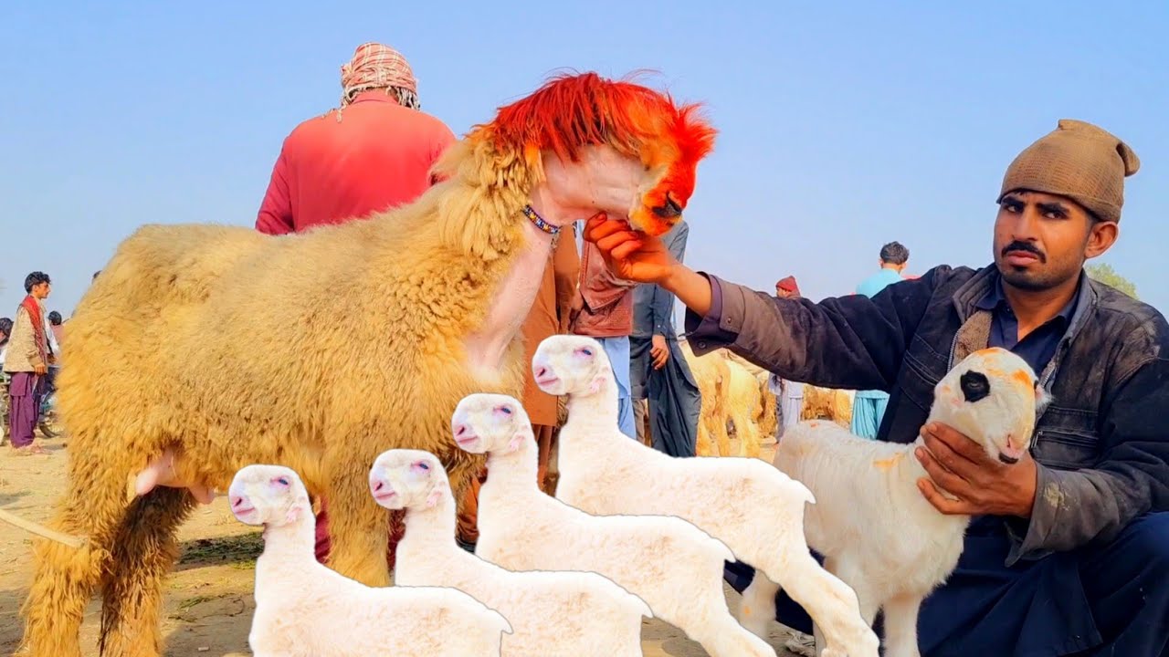 Ajj nari farm mandi pahonchy hain pure mundri sheep paraghnat aur ...