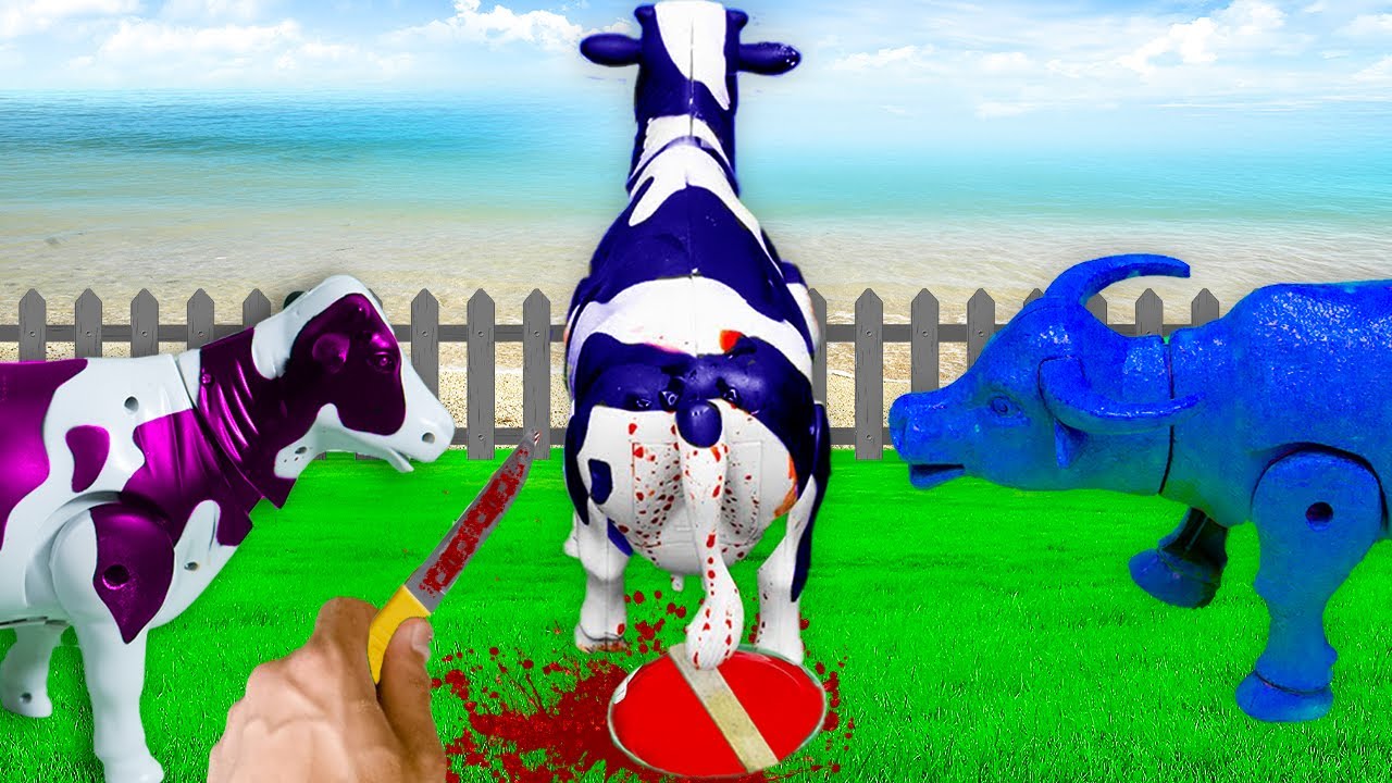 WADIDAU‼️PROSES POTONG SAPI KURBAN || Prosedur operasi caesar untuk ...