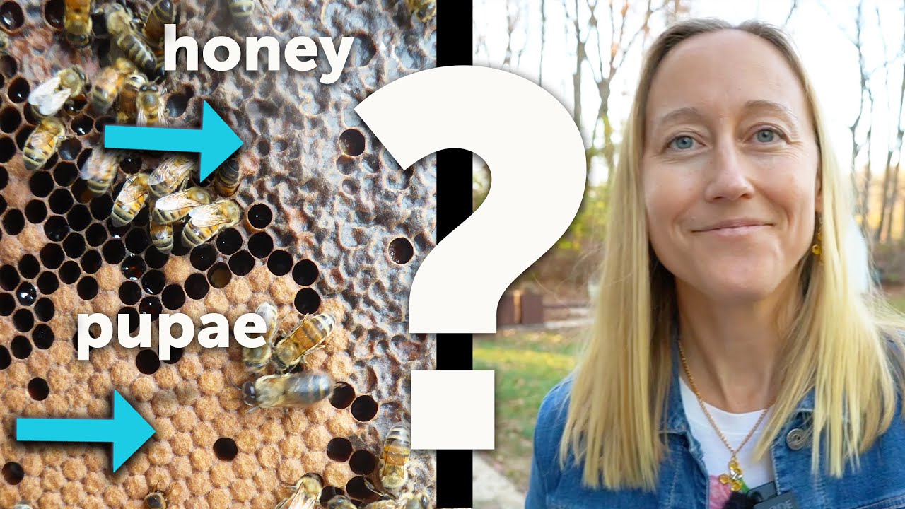 BEEKEEPING 101 - EASY Way to Identify What's Inside a Beehive - YouTube