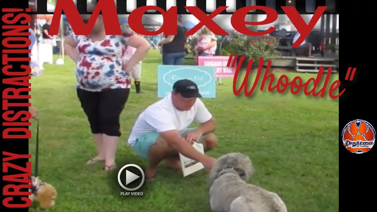 ***Wilmington Dog Trainers: Maxey~ 9 month old Whoodle 2 Board and ...