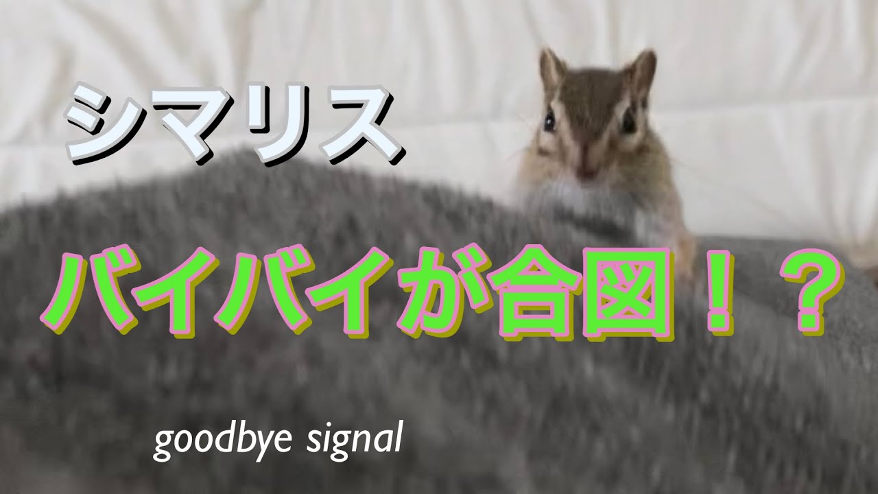 シマリス(chipmunk)人間の言葉分かる？ goodbye signal - YouTube