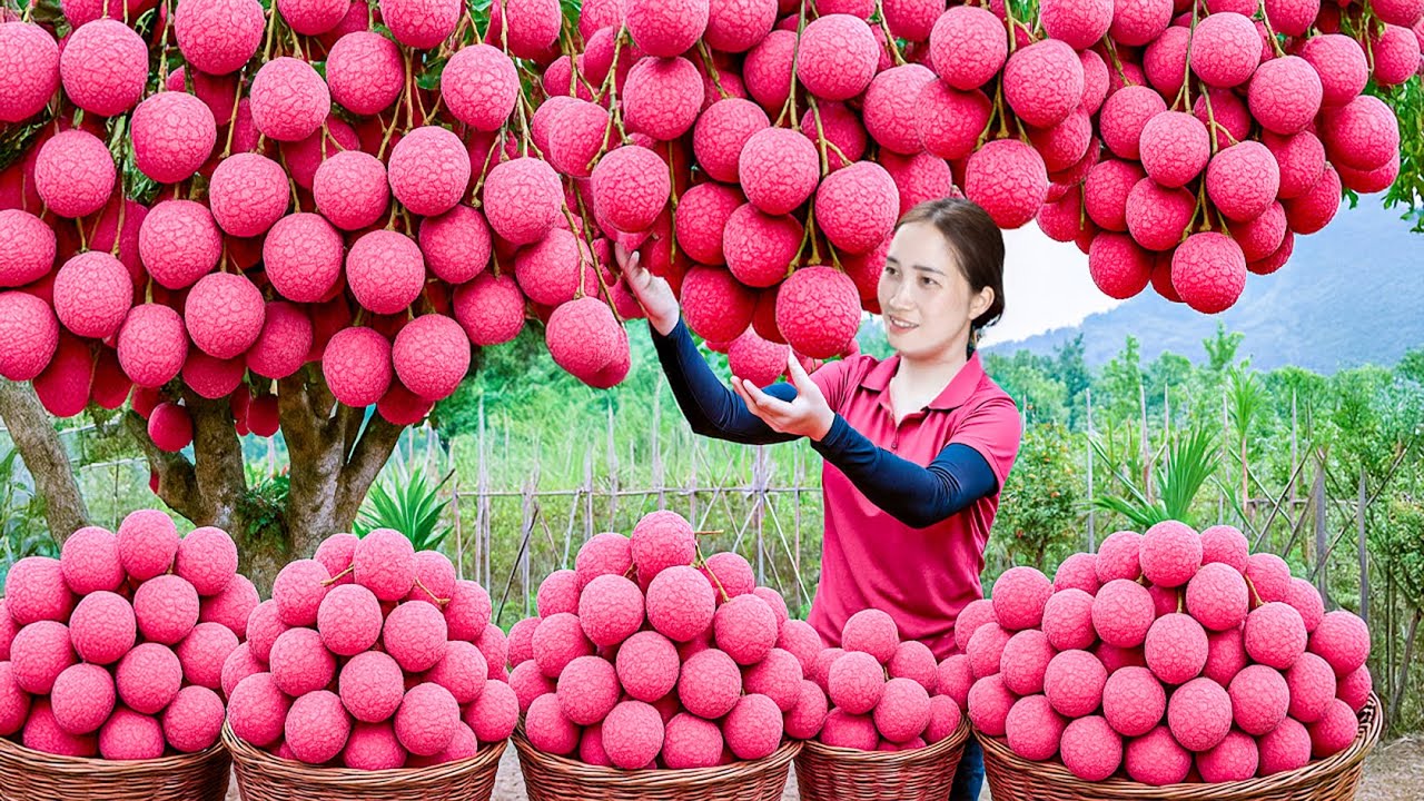 Harvesting Giant Lychees From 100-Year-Old Tree | Villagers Shocked by ...