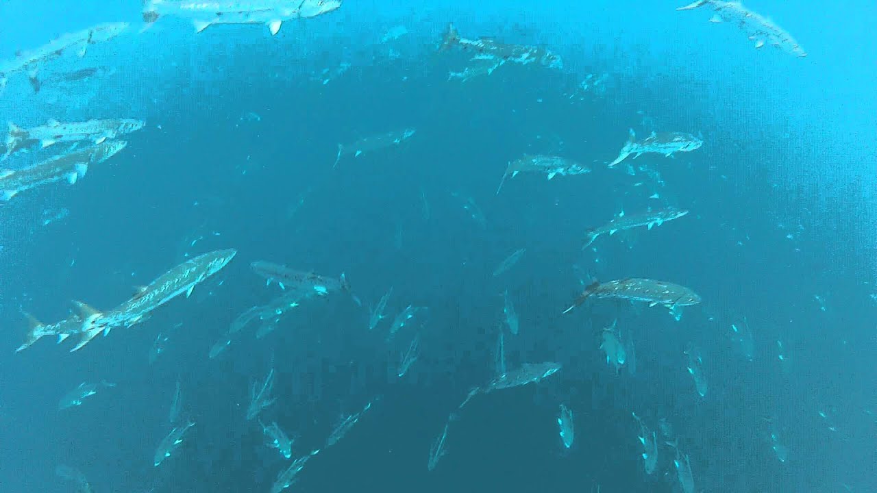 Antilles Star Wreck 7 - YouTube