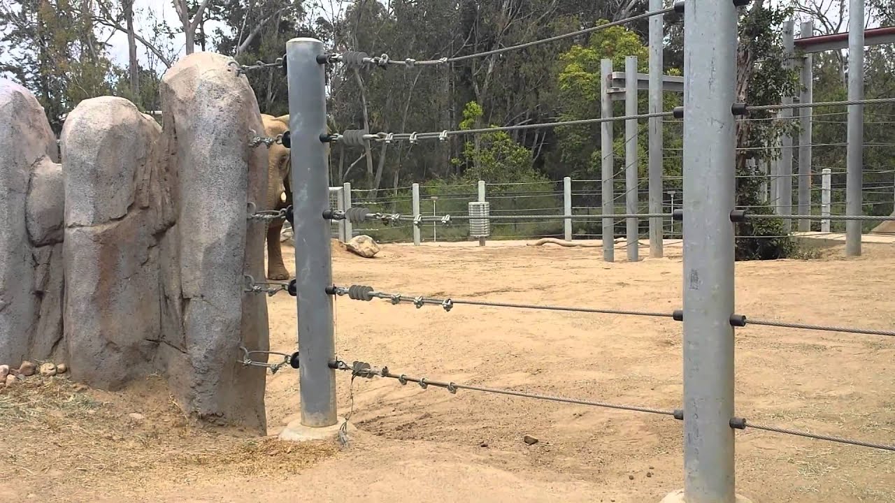 SD zoo elephants- looks like jail :( - YouTube