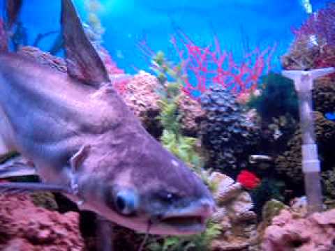 Naja Shark - YouTube