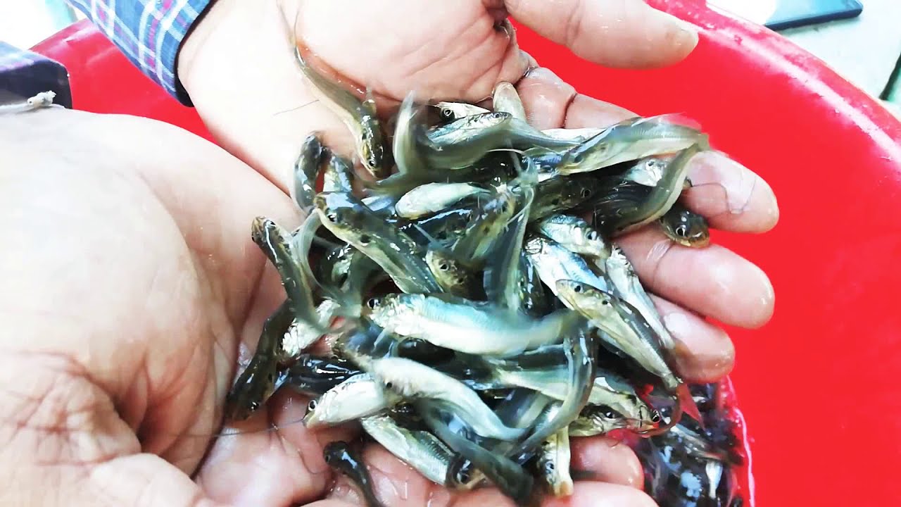 গুলশা মাছের পোনা Gulsha Fish Pona 01715831664 বিক্রয় করা হয় যোগাযোগ ...