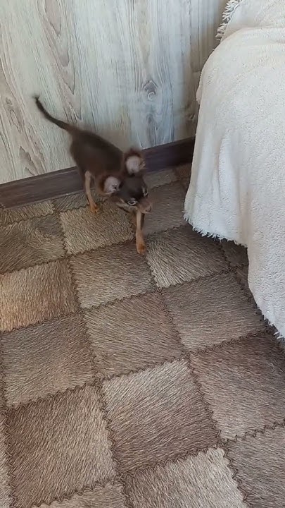 РАЗГОВОРЧИВЫЙ ЩЕНОК #собака#щенок #puppy - YouTube