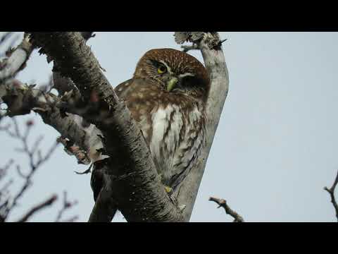 Chuncho (Glaucidium nanum) - YouTube