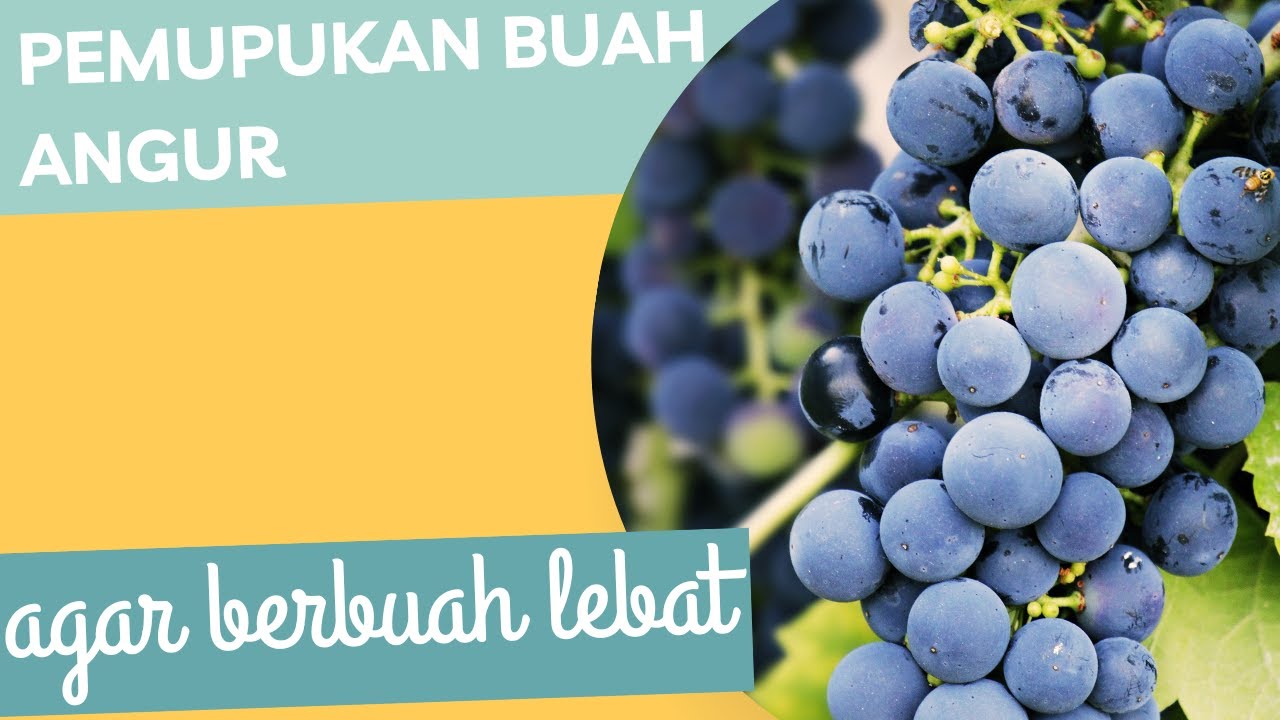 Cara ampuh pemupukan buah angur dengan mkp agar berbuah lebat #anggur # ...