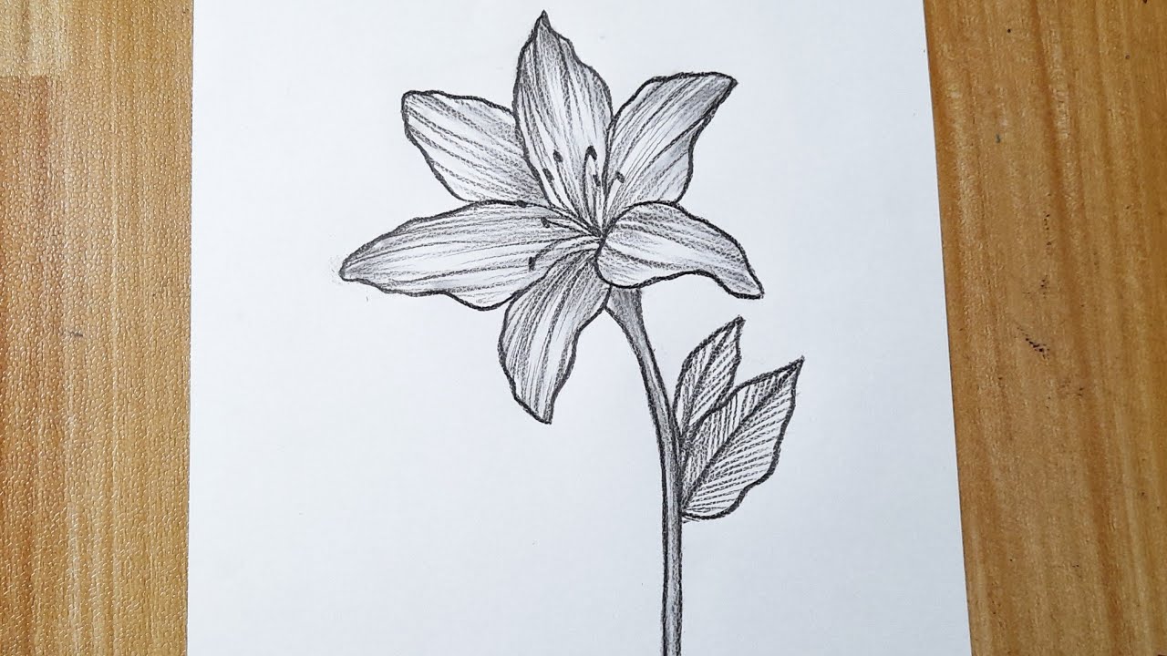 How to draw a Lilly flower || Flower drawing tutorial - YouTube