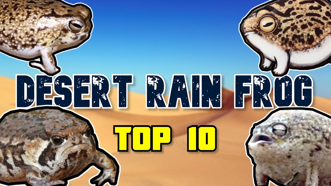 Top 10 Facts: Desert Rain Frog! (Ferocious) - YouTube