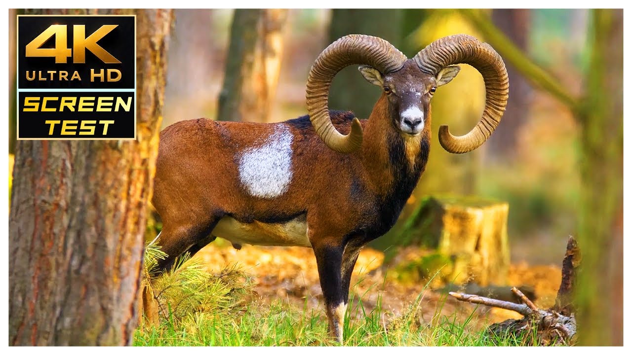 🌍 4K Ultra HD Screen Test - Step Into a World of Stunning Realism! 🚀 ...