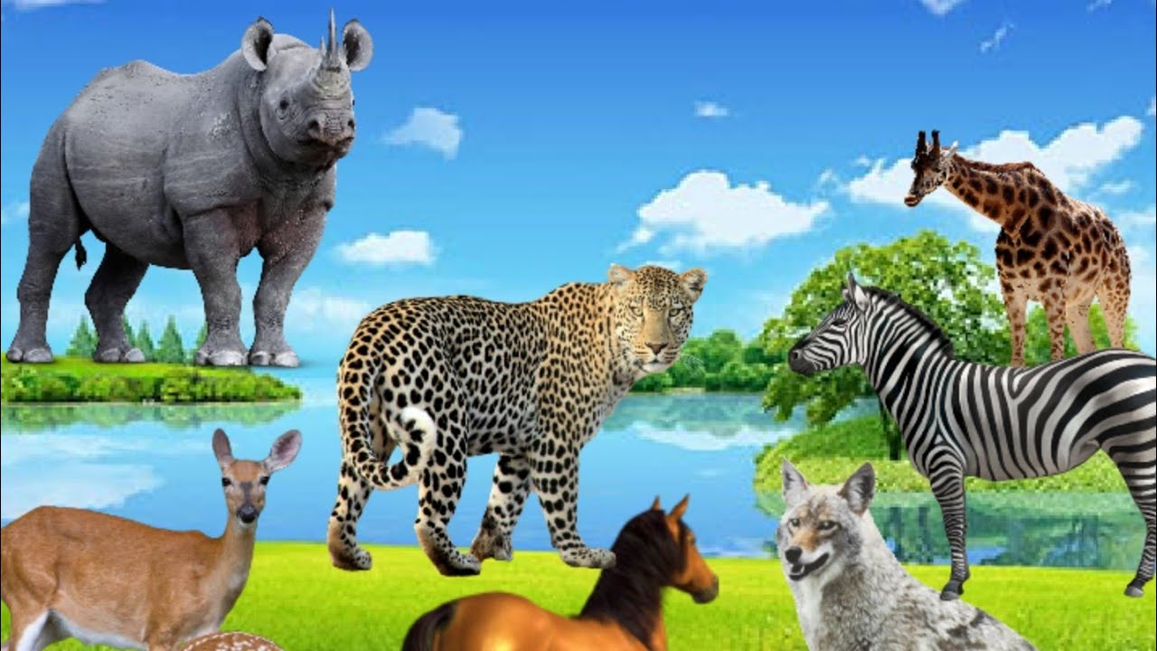 Animal Around Us With Real Sound : Rhino, Meerkat, Giraffe, Penguins ...