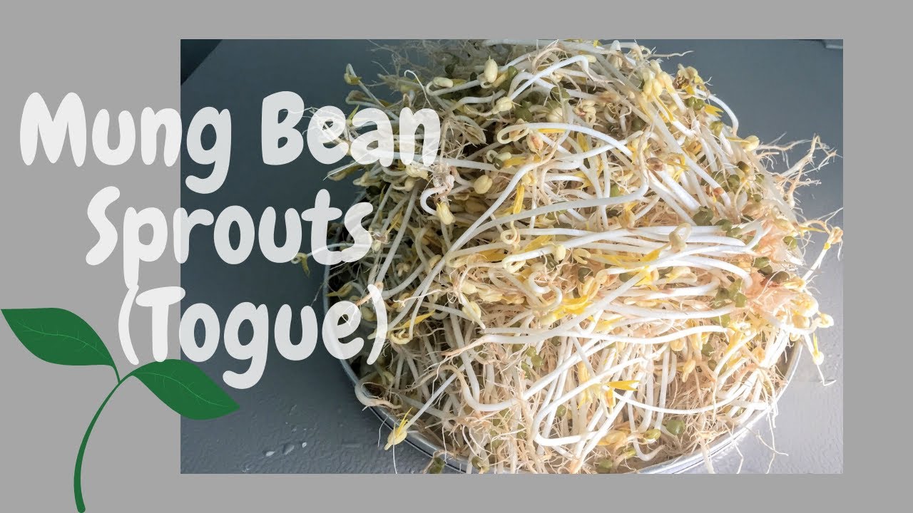 How to Grow Bean Sprouts | Paano magpatubo ng Togue - YouTube