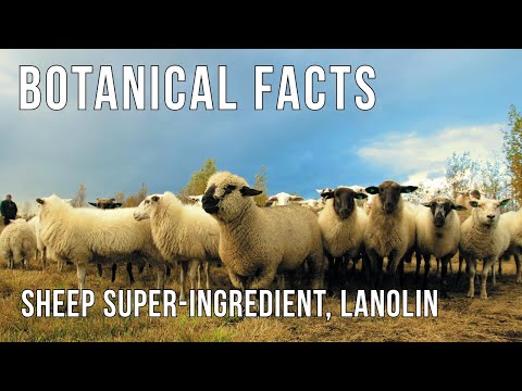 Botanical Facts - Lanolin: Super Skincare from Sheep?